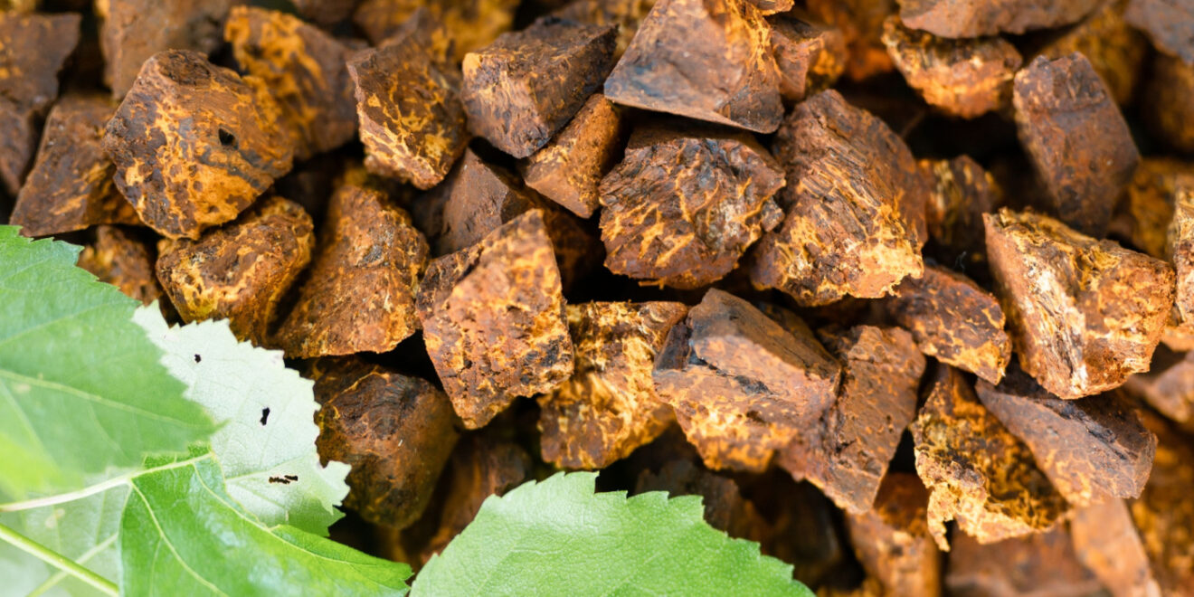 Chaga Skincare: A Mushroom That Can Make You Glow | Advanced MycoTech